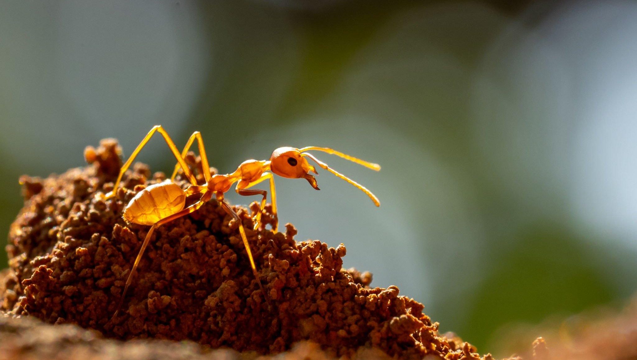 How to Get Rid of Ants in Car – 6 Simple Tips & Tricks