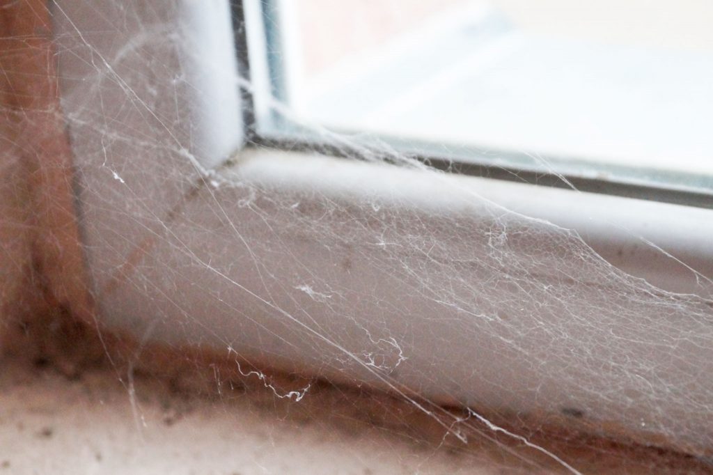 How to Keep Cobwebs from Coming Back - 4 Things To Do