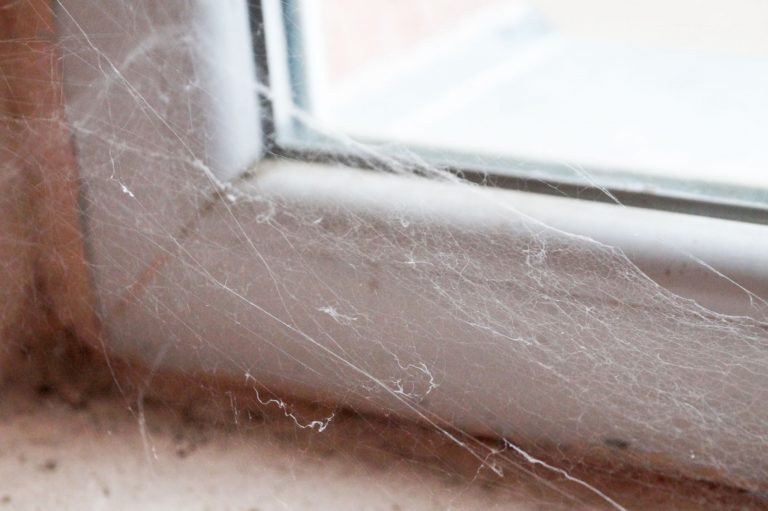 How to Keep Cobwebs from Coming Back - 4 Things To Do