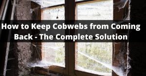 How to Keep Cobwebs from Coming Back - 4 Things To Do